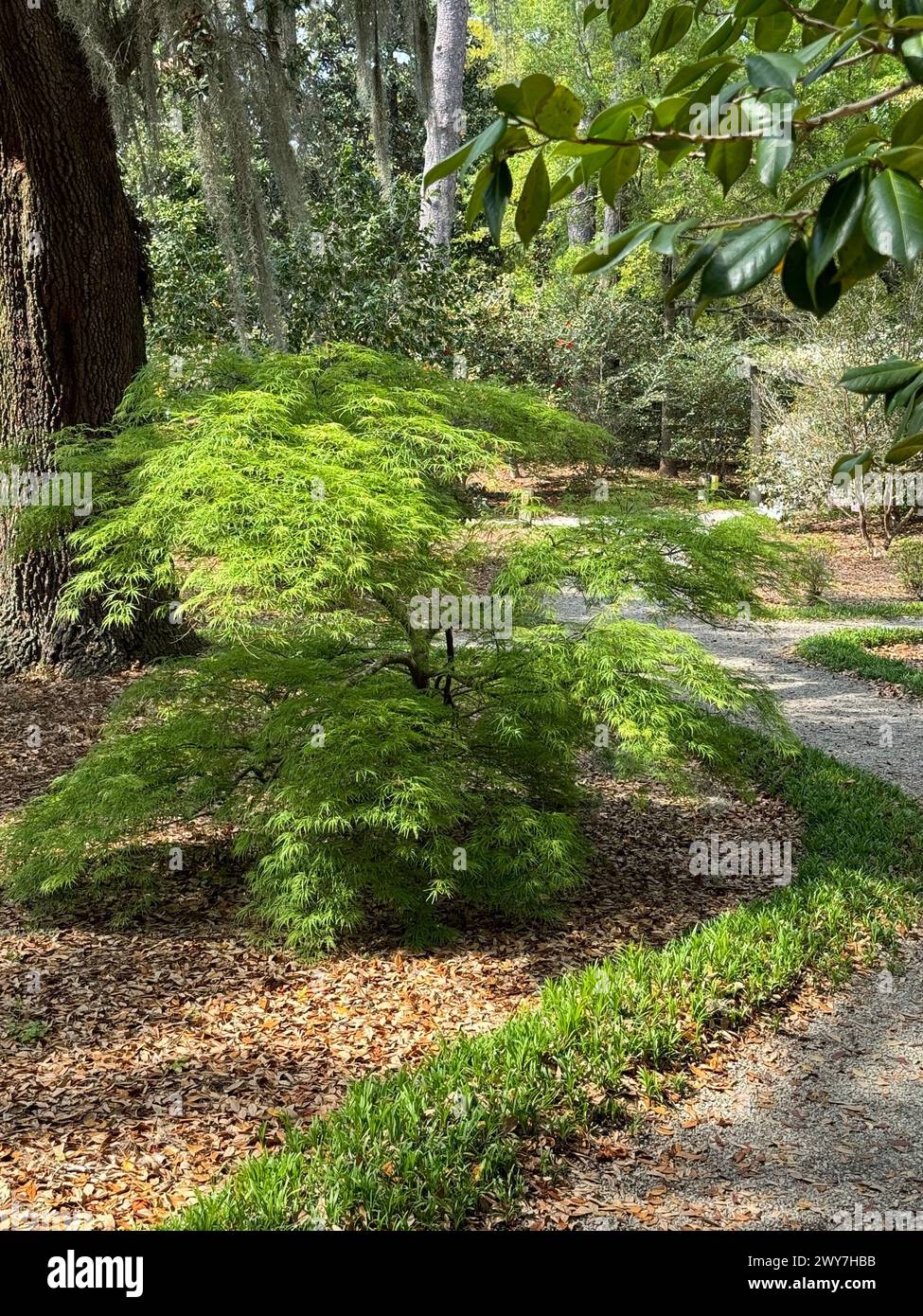 A Japanese maple tree beside gravel path with surrounding trees and ...