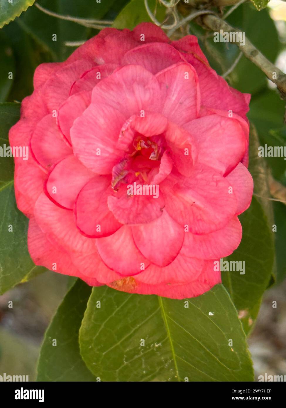 A fully bloomed flower in full display Stock Photo - Alamy