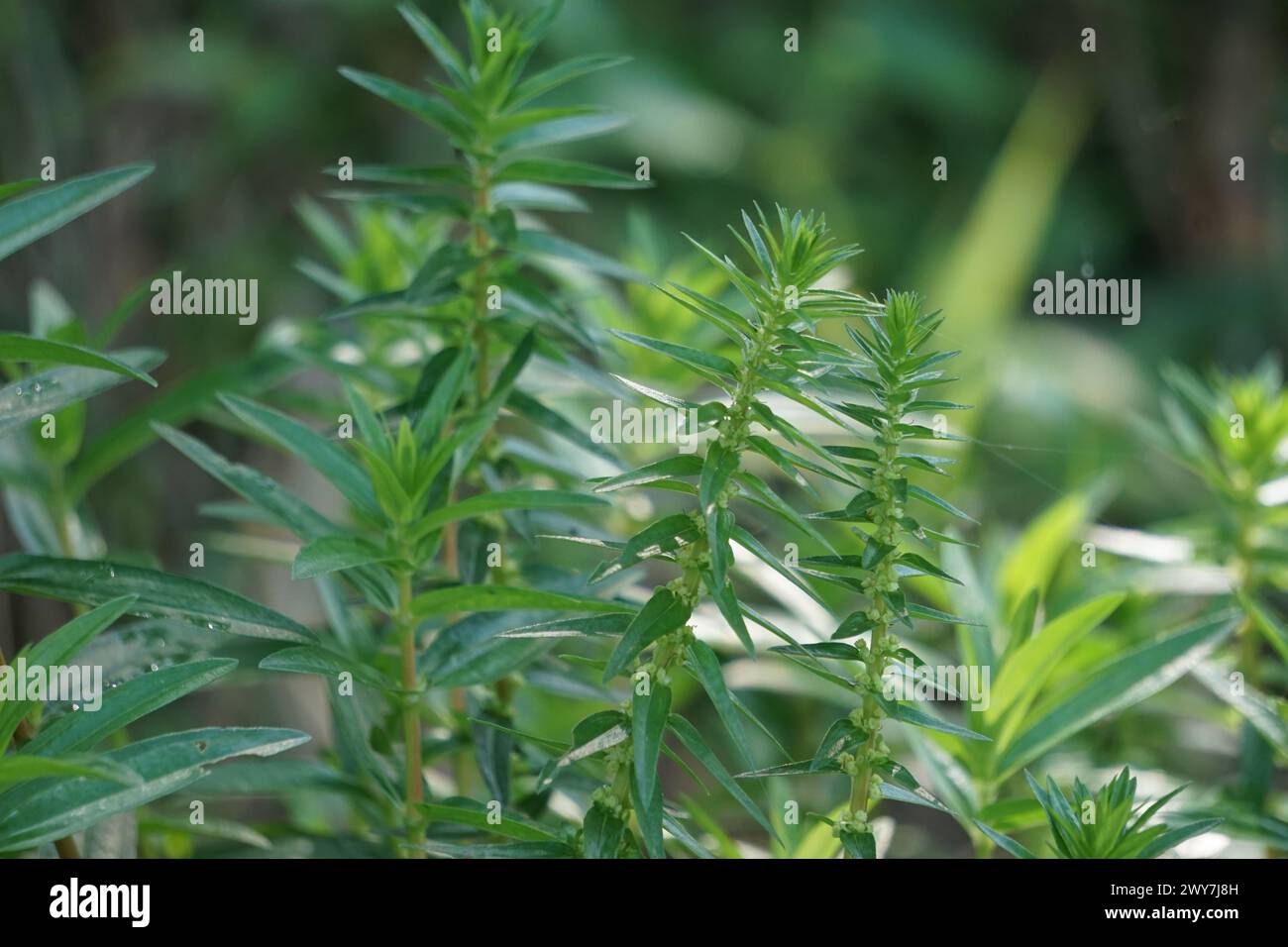 Rotala ramosior (also known lowland rotala) grass. This plant is ...