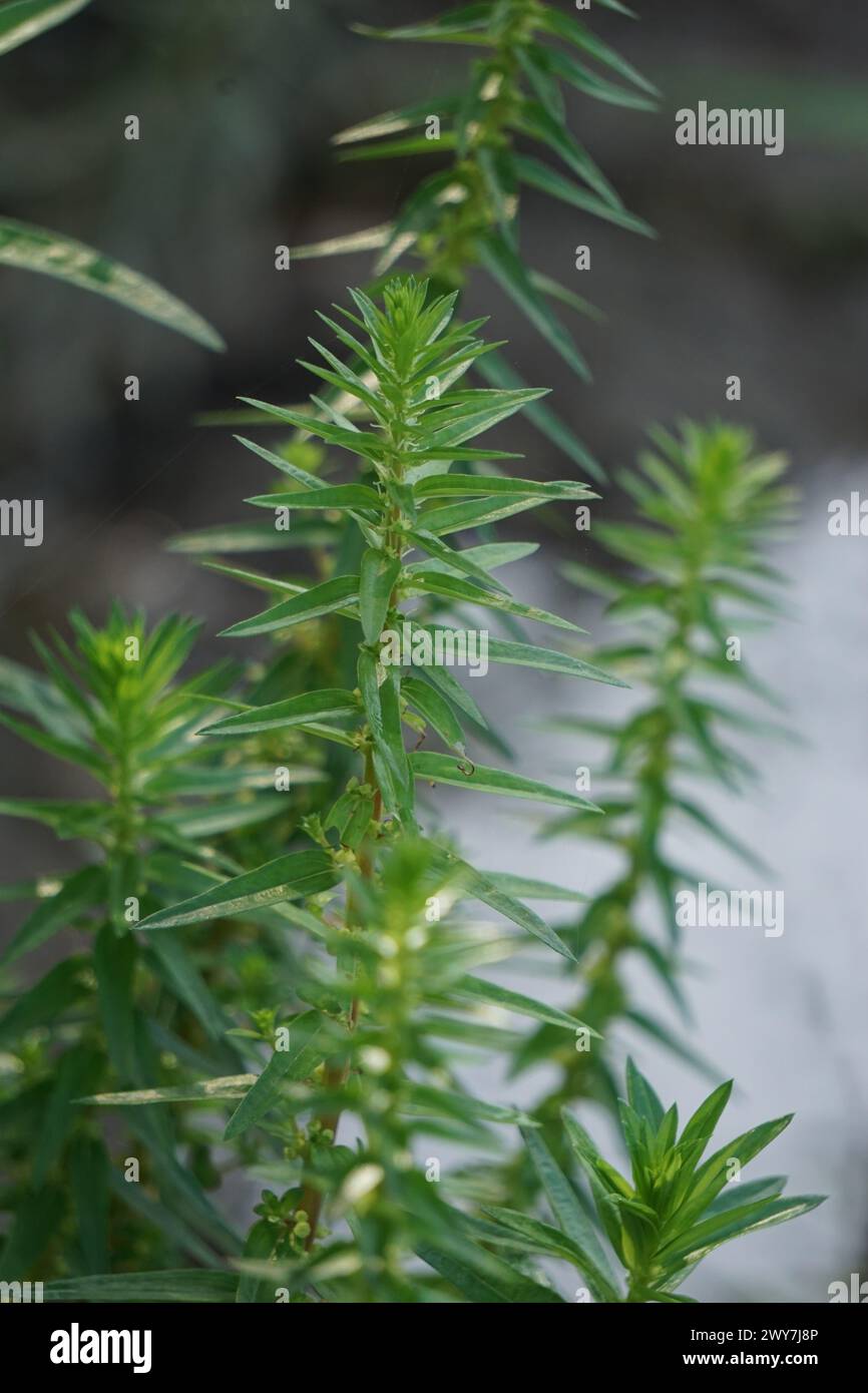 Rotala ramosior (also known lowland rotala) grass. This plant is ...