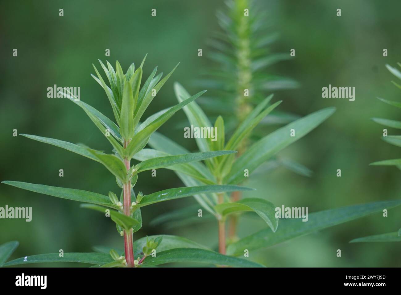 Rotala ramosior (also known lowland rotala) grass. This plant is ...