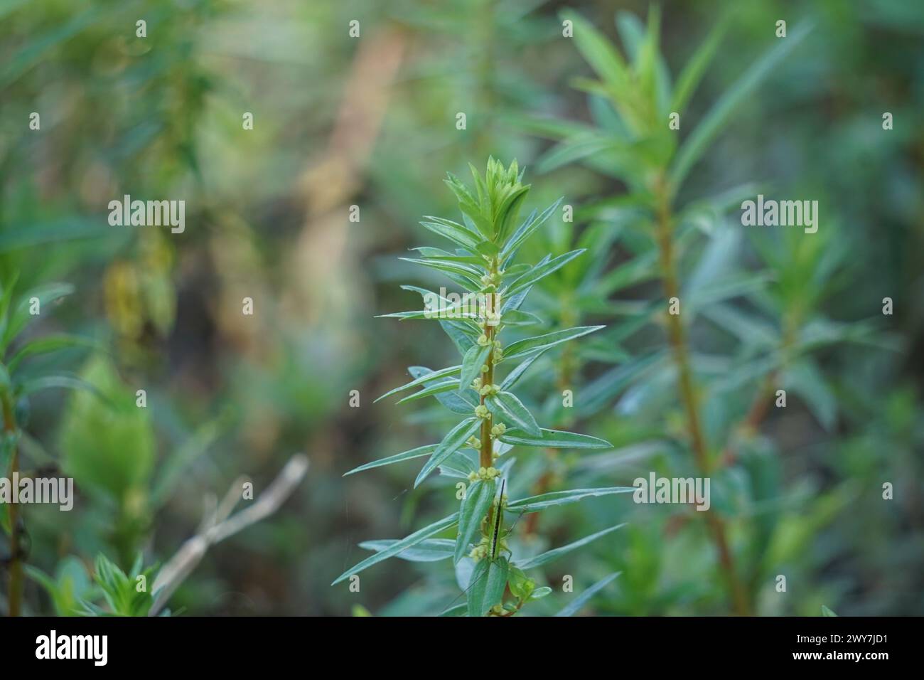 Rotala ramosior (also known lowland rotala) grass. This plant is ...