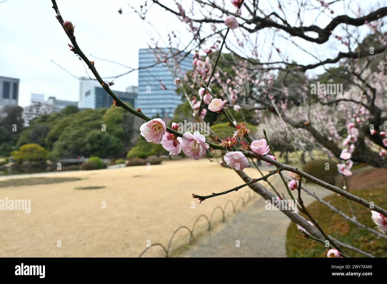 Kanzakura Cherry blossom (sakura) flower inside Shinjuku Gyo-en ...