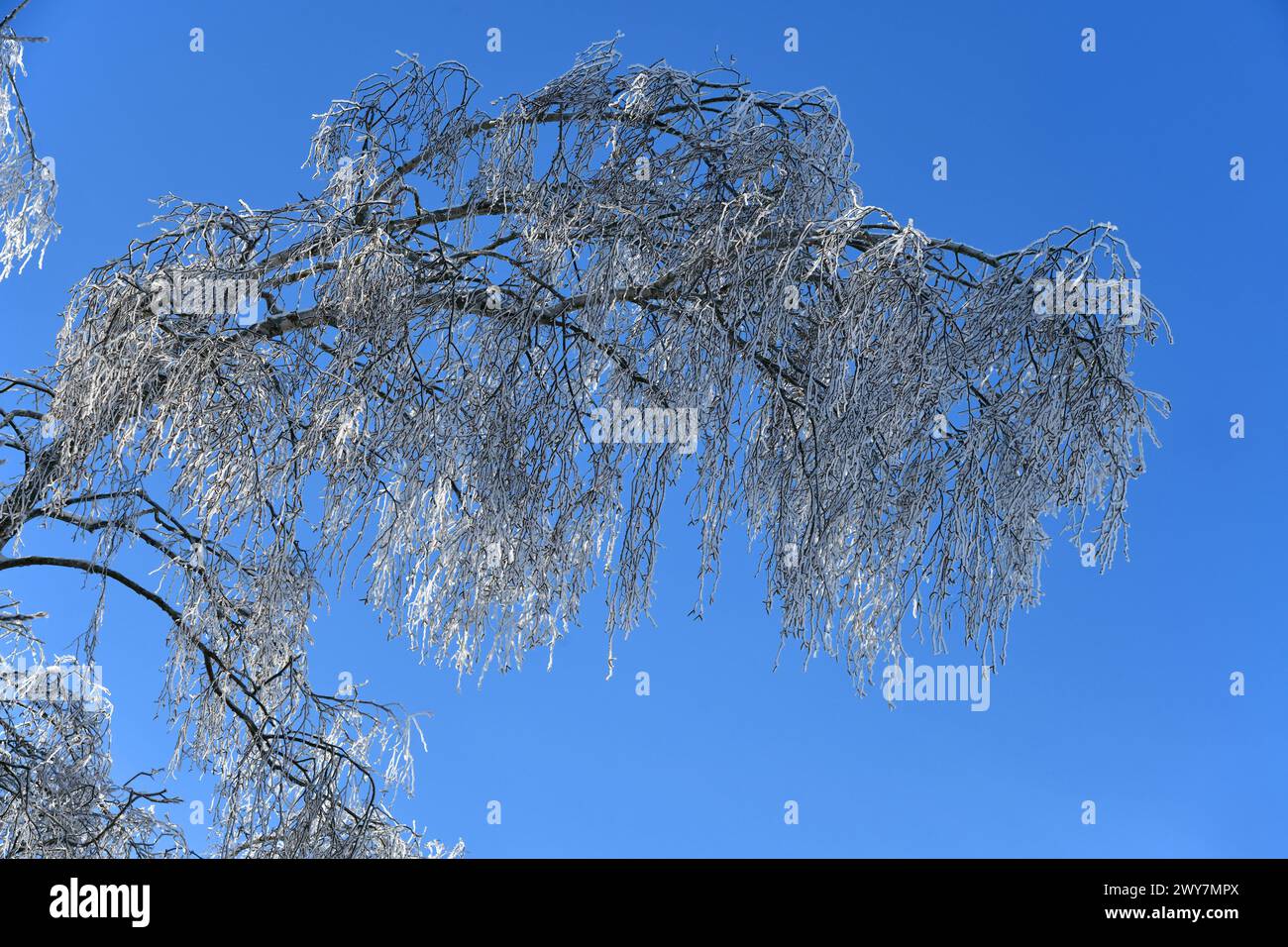 snow-covered branch in beautiful weather Stock Photo - Alamy