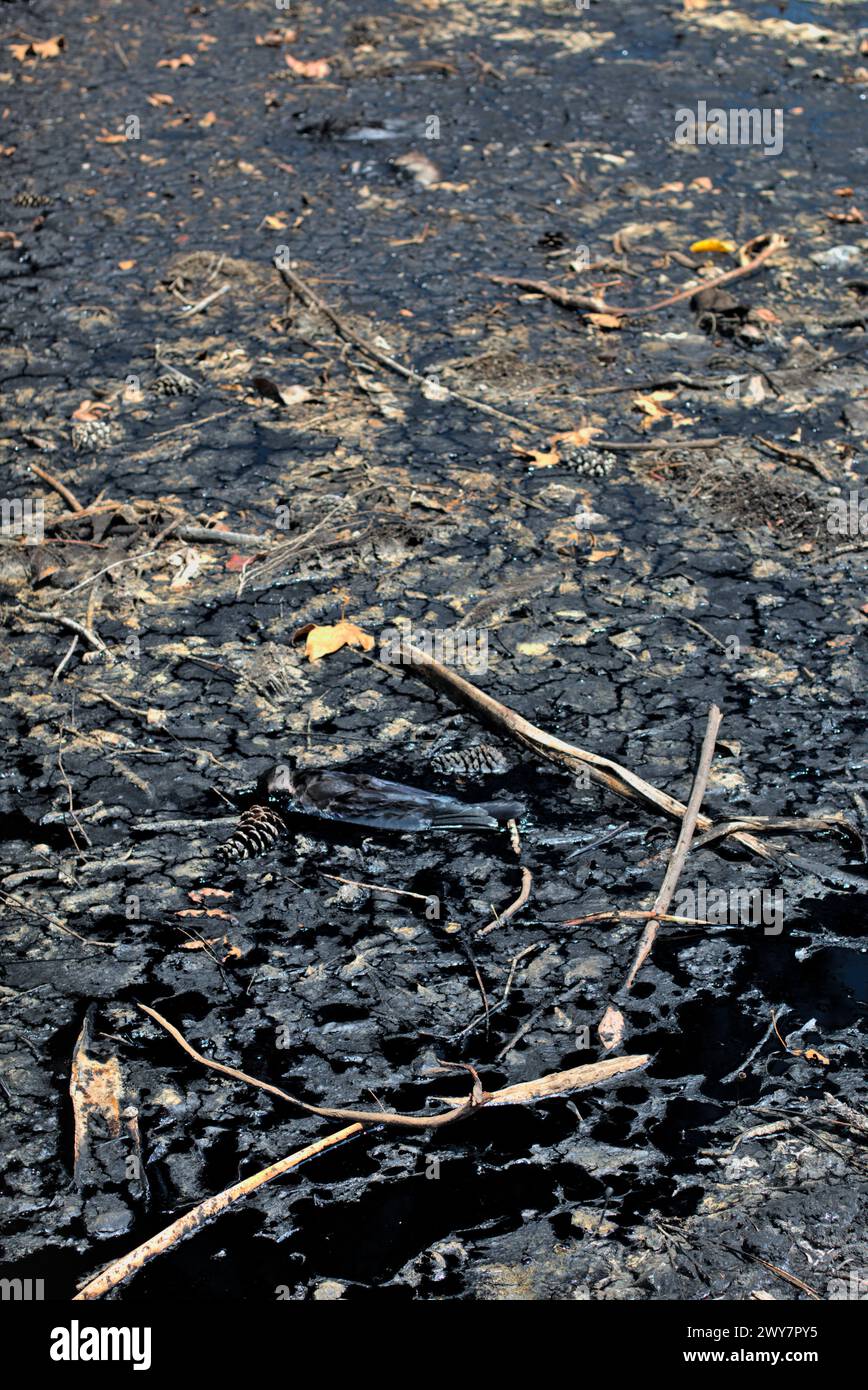 La brea tar pit hi-res stock photography and images - Alamy