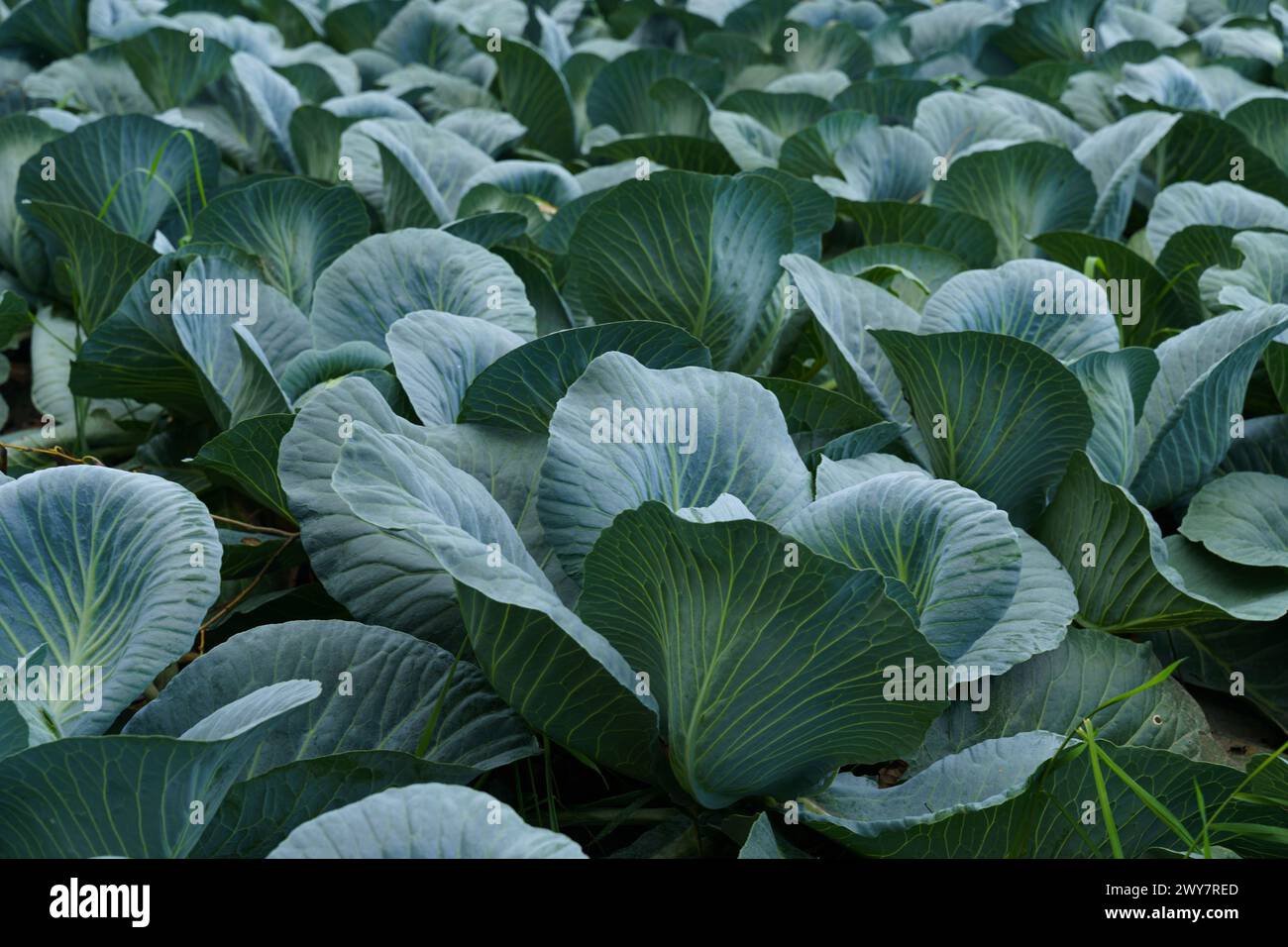 A sprawling expanse of densely grown cabbage plants with large, green ...