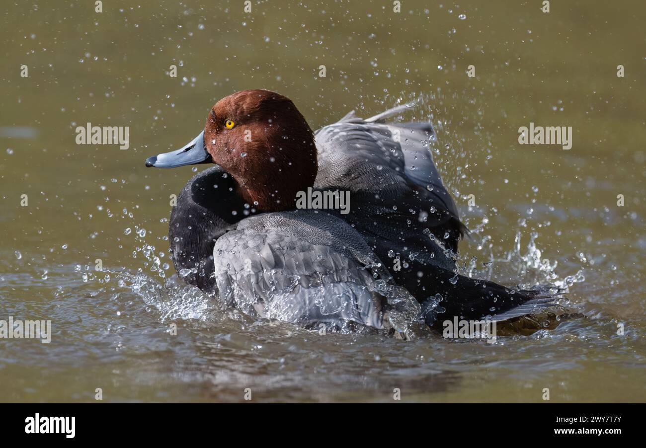 Male Redhead Duck Stock Photo - Alamy