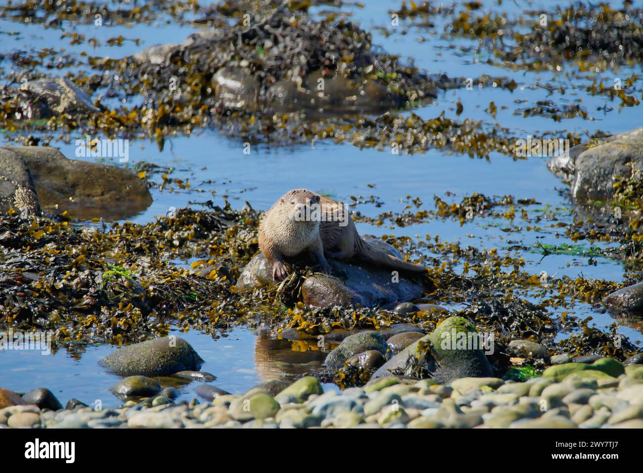 Eurasian otter hunting and eating on the sea shore of Scotland Stock ...