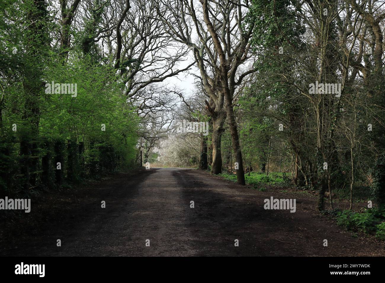 Dark forest wild england hi-res stock photography and images - Alamy
