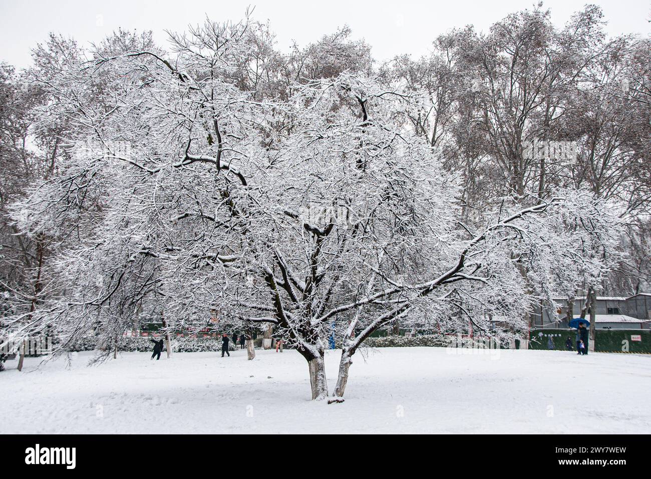 Spruce tree during cold hi-res stock photography and images - Alamy