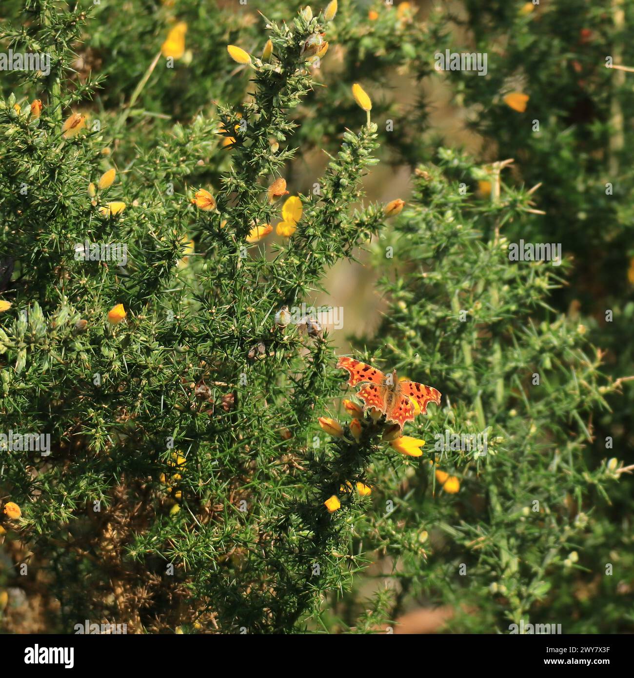 Close up of a comma butterfly on thick gorse. Bold orange wings, green ...