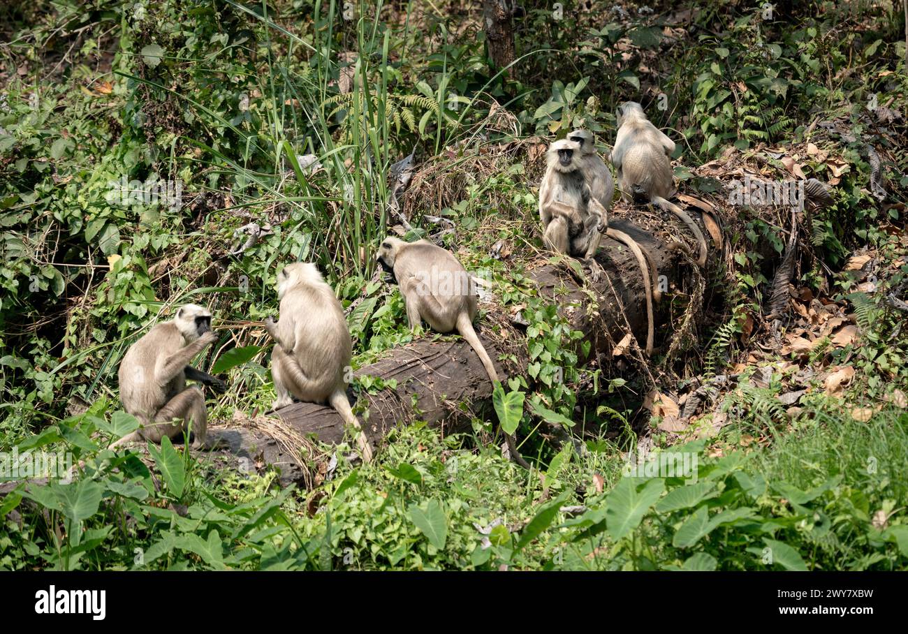 Monkeys sitting on log hi-res stock photography and images - Alamy