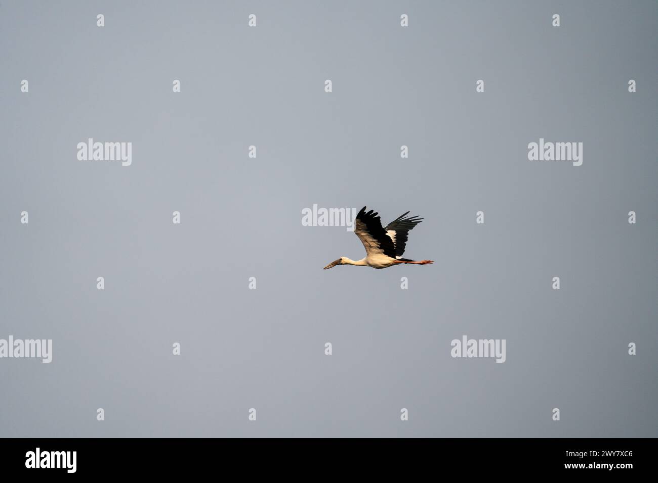 A majestic painted stork bird soaring with outstretched wings in the ...