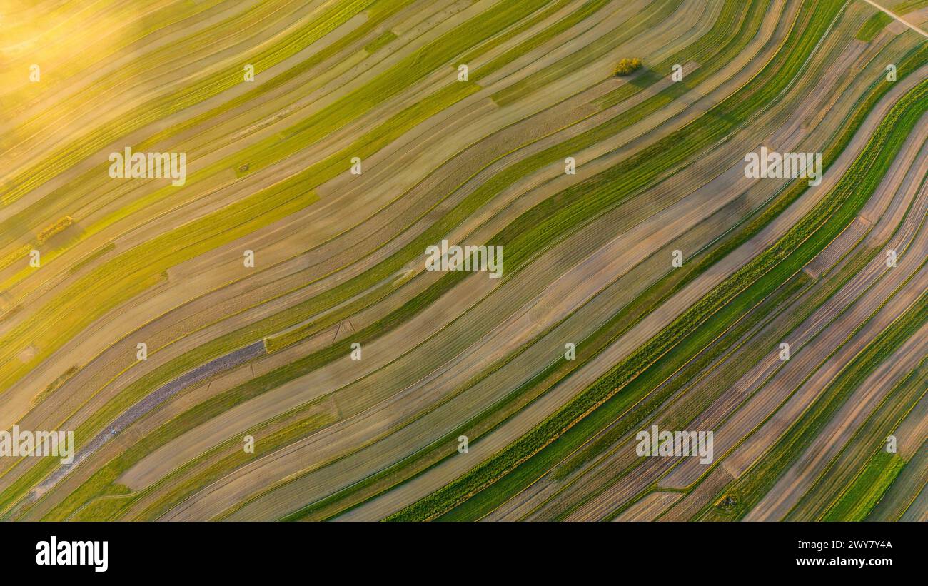 Aerial view of striped field in warm sun rays, Suloszowa village in ...
