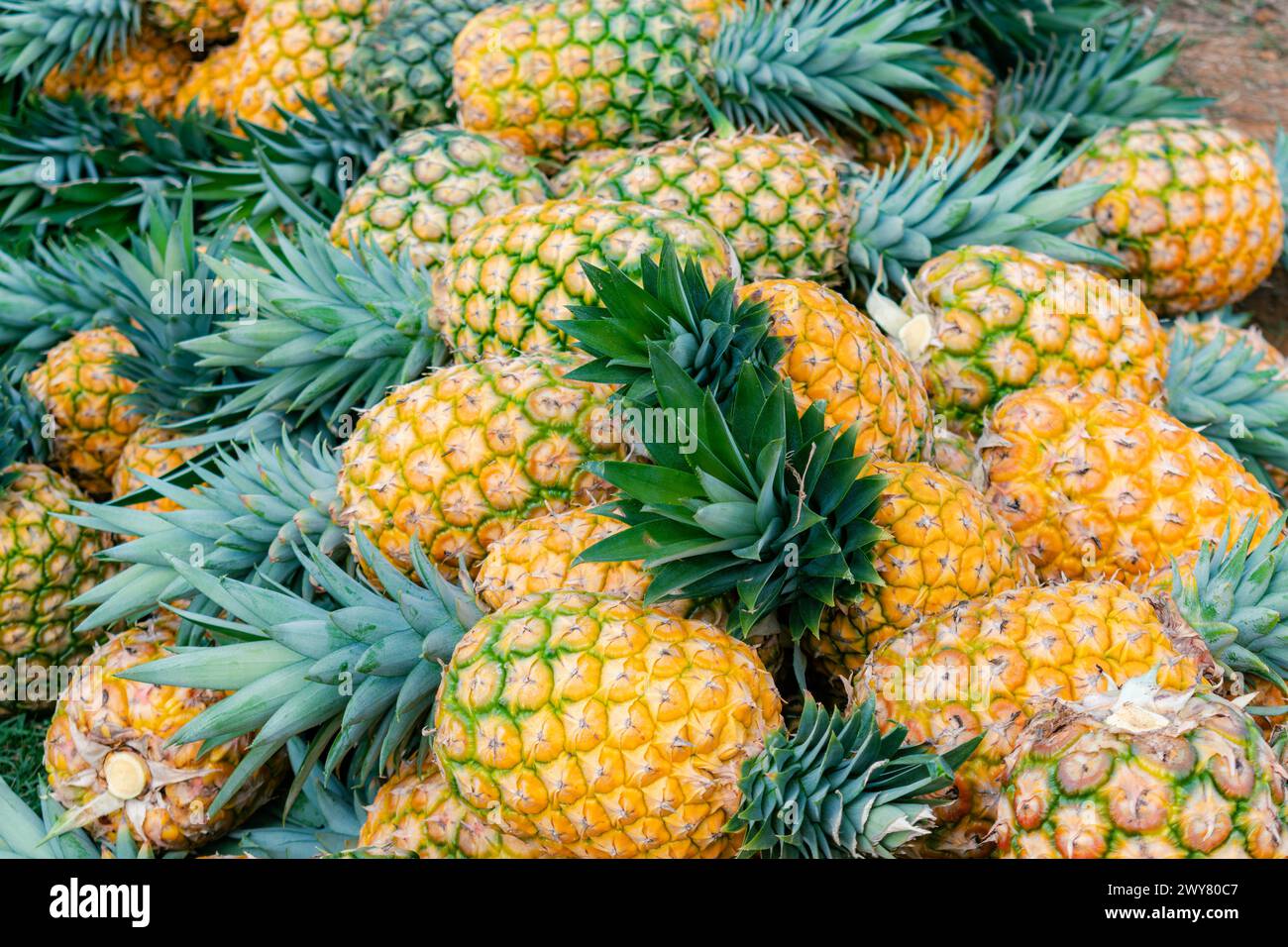 close-up of freshly harvested ripe pineapple variety honey gold (Ananas ...