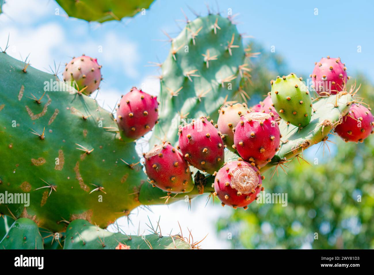 close-up of ripe fruit of the coastal prickly pear cactus (Opuntia ...