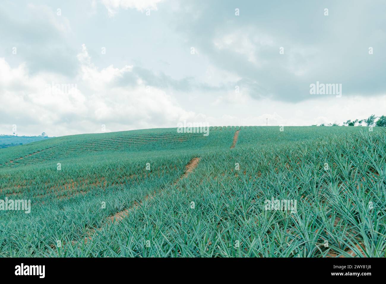 Pineapple plantation in Colombia, Gold Honey variety (Ananas comosus ...