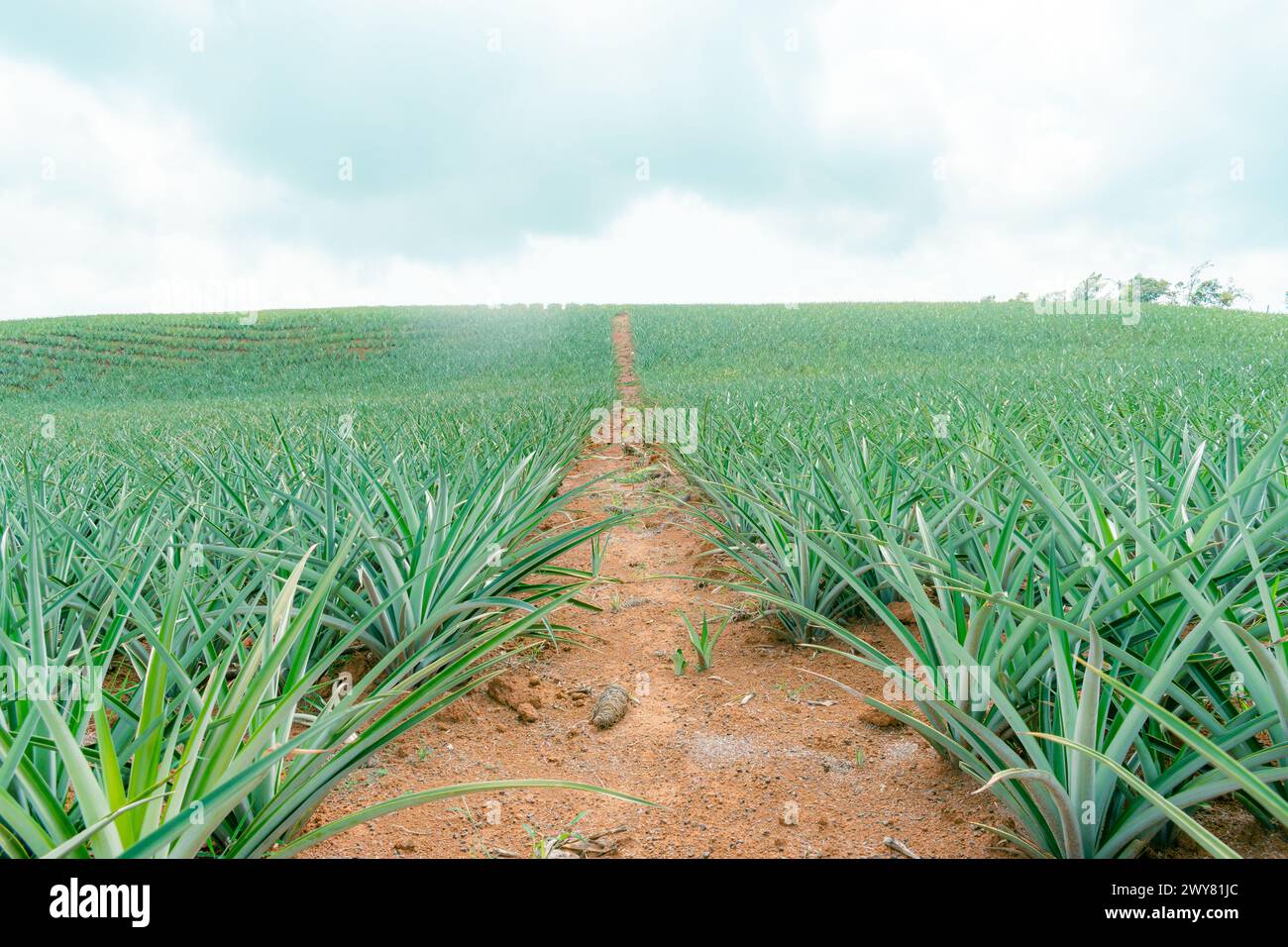 Pineapple plantation in Colombia, Gold Honey variety (Ananas comosus ...