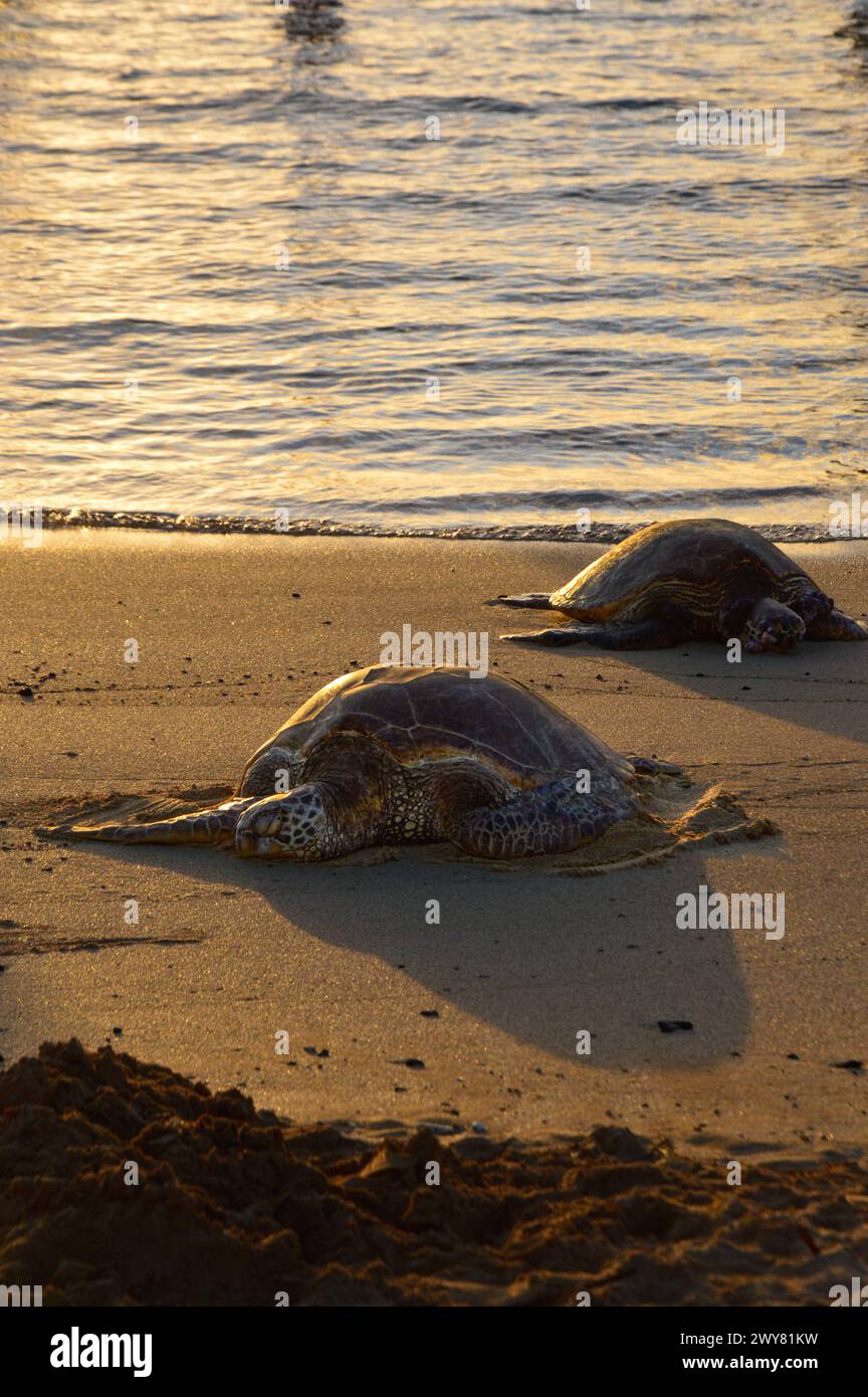 Two sea turtles sleeping on Poipu Beach Park, Kauai Stock Photo - Alamy