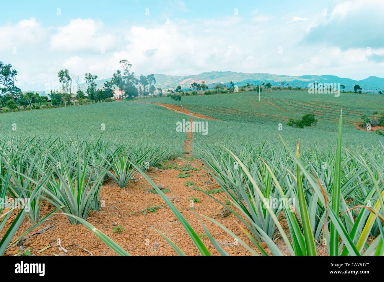 landscape on a sunny day where you can see a large pineapple plantation ...
