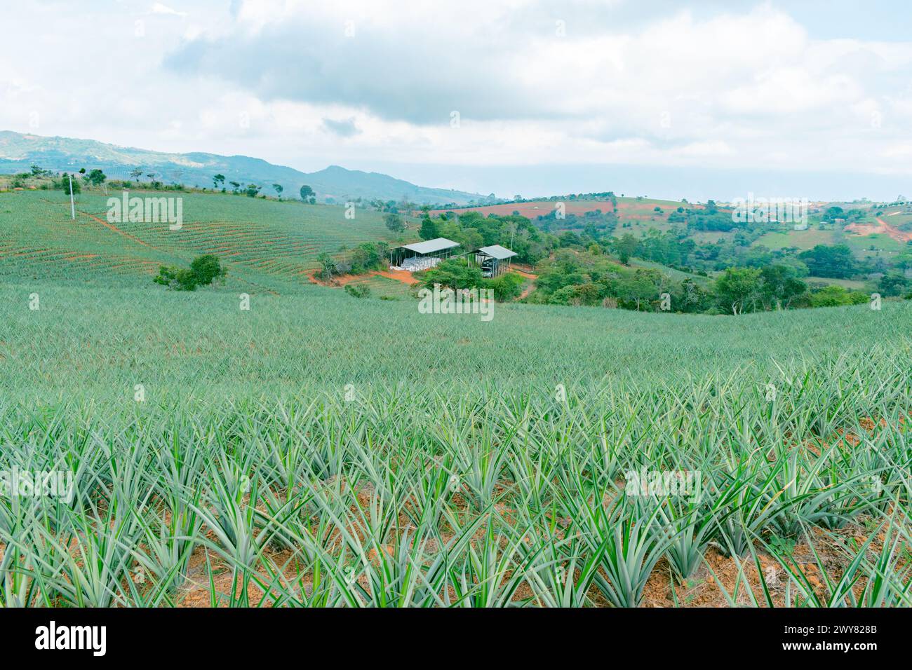 landscape on a sunny day where you can see a large pineapple plantation ...