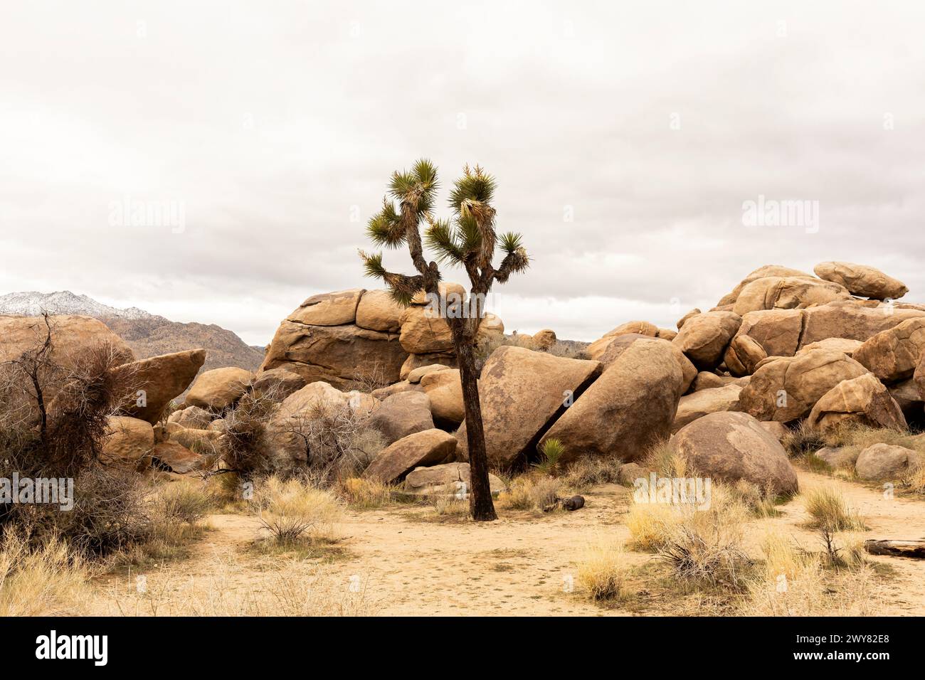 Joshua Tree National Park. National Park In California. Desert ...