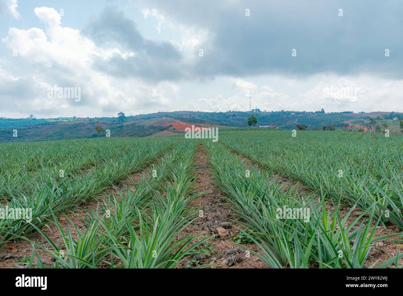 Pineapple plantation in Colombia, Gold Honey variety (Ananas comosus ...