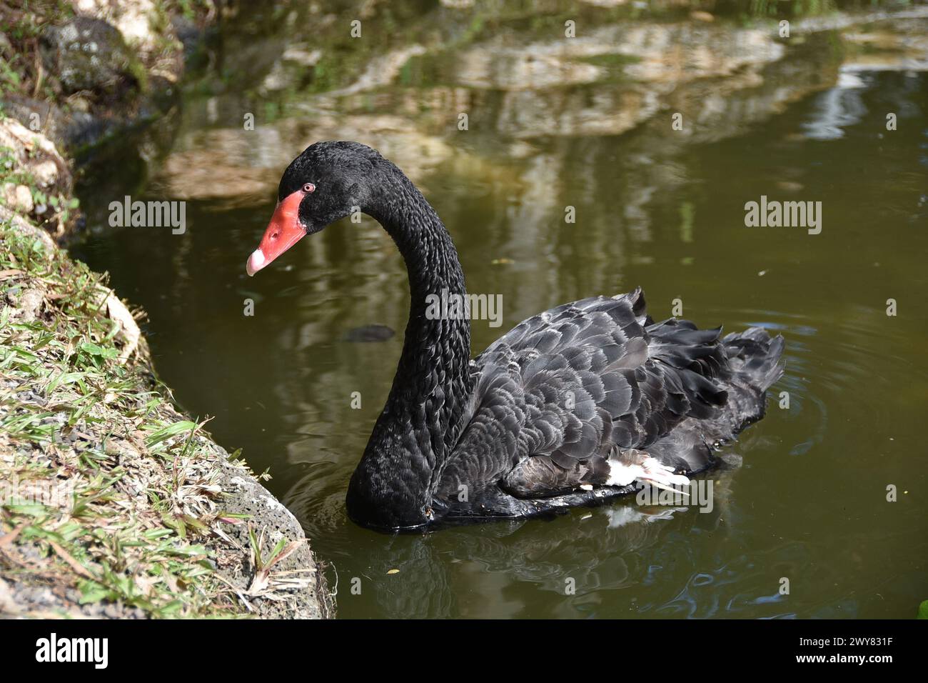 Cygnet noir hi-res stock photography and images - Alamy