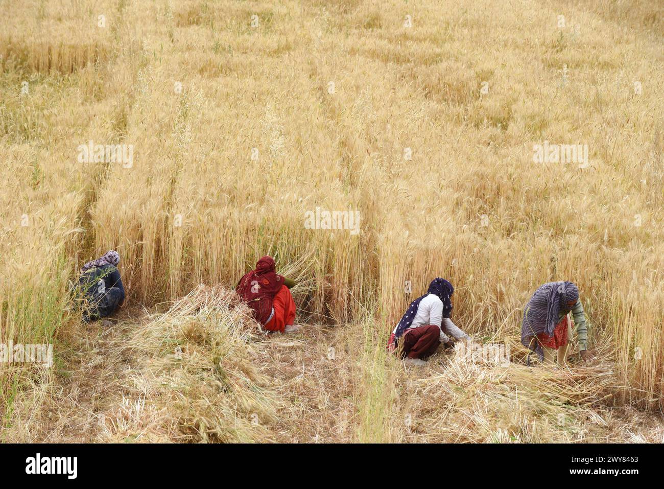 GURUGRAM, INDIA - APRIL 4: A group of women cutting wheat in a field ...