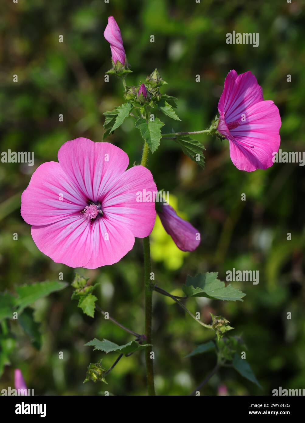 Royal mallow hi-res stock photography and images - Alamy
