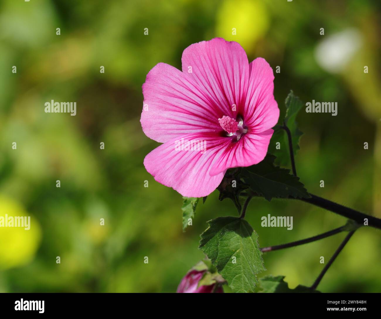Royal mallow hi-res stock photography and images - Alamy