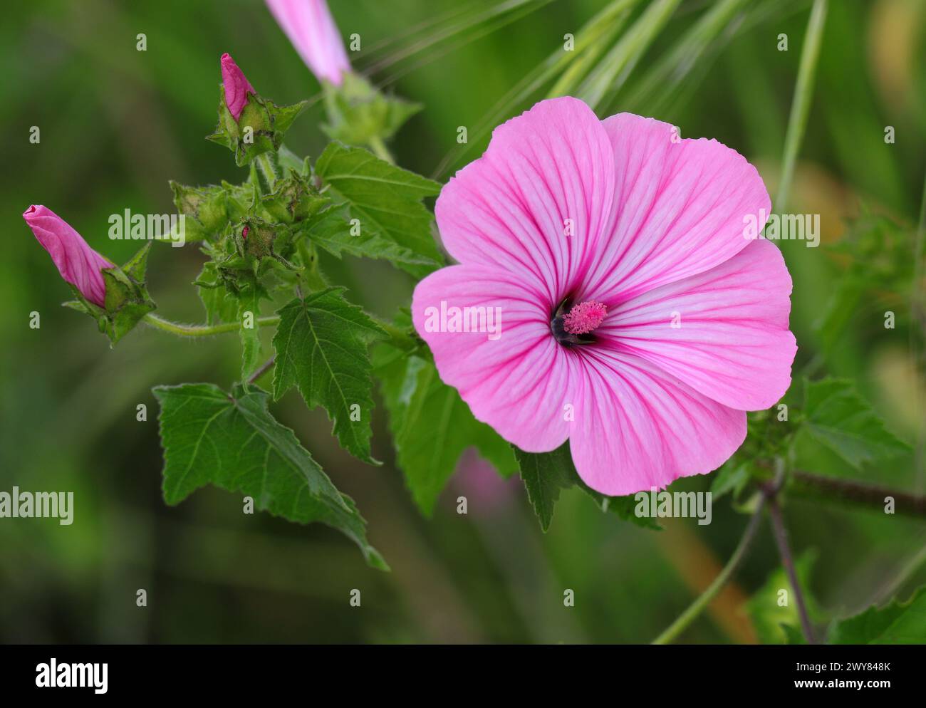 Royal mallow hi-res stock photography and images - Alamy