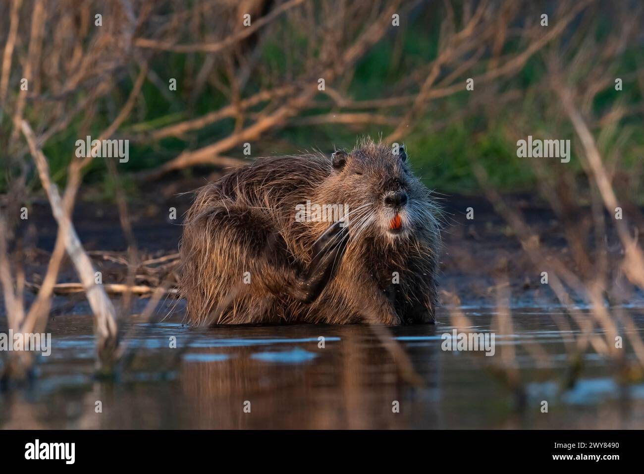 Coipo, Myocastor coypus, La Pampa Province, Patagonia, Argentina Stock ...