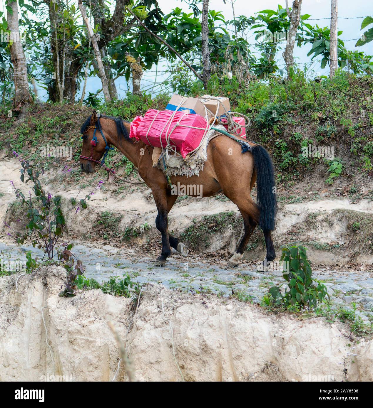 An overloaded horse walks up a very steep road in Mexico with packages ...