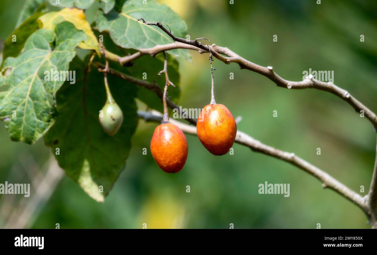 A couple of red and ripe tamarillo fruits, Solanum betaceum, are seen ...