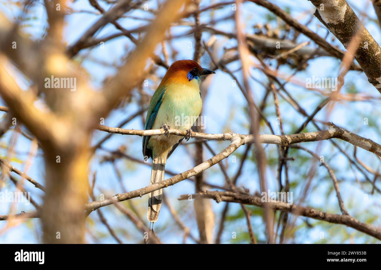 A vibrant russet crowned motmot, Momotus mexicanus, sits gracefully on ...