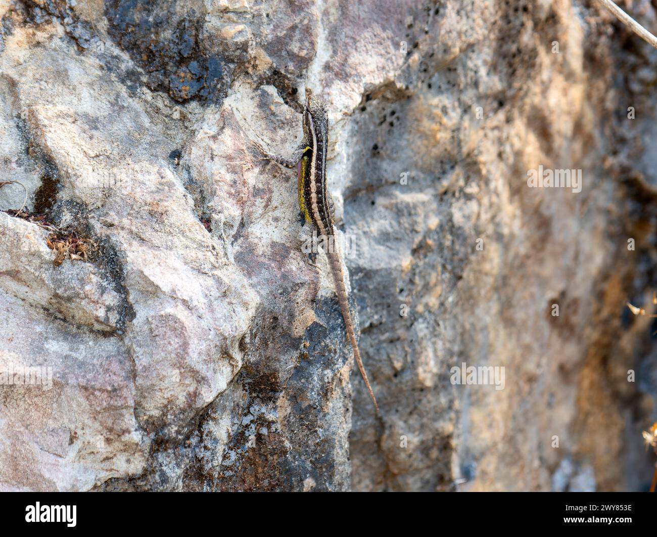 A Rose bellied lizard, Sceloporus variabilis, is crawling on a rock ...