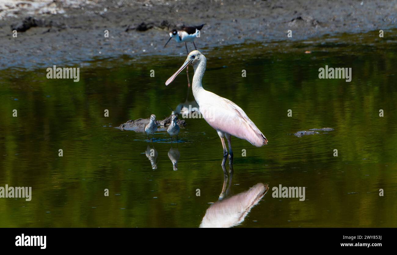 A roseate spoonbill, Platalea ajaja, a bird with a long beak and ...