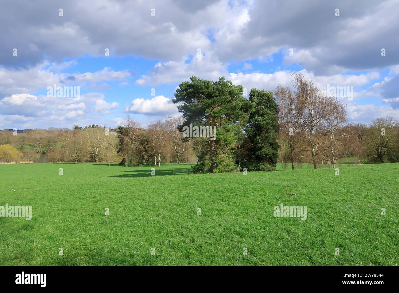 Evergreen trees in a woodland landscape and green fields Stock Photo ...
