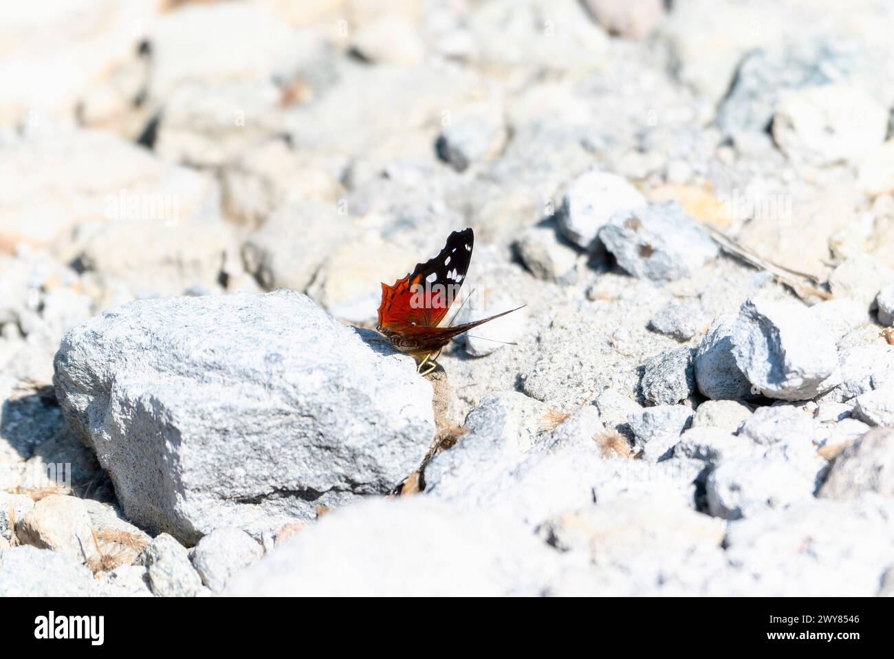 Bug sighting hi-res stock photography and images - Alamy