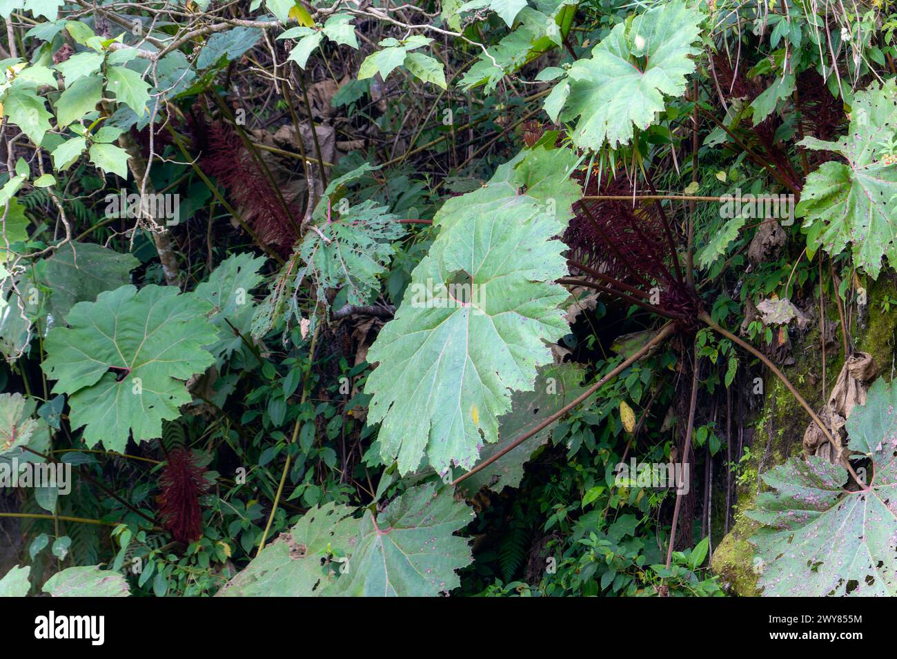 A cluster of green leaves, called Poor Man's Umbrella, Gunnera insignis ...