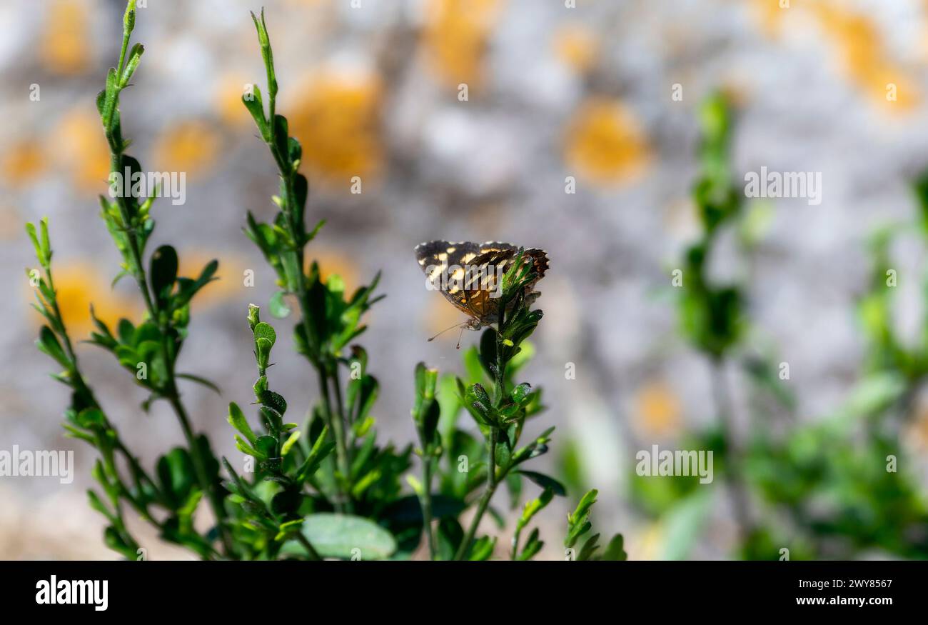 Butterflys striking colors hi-res stock photography and images - Alamy