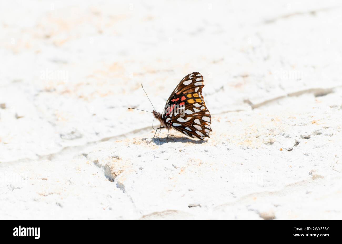 A Mexican Silverspot, Dione moneta, butterfly rests on the ground ...