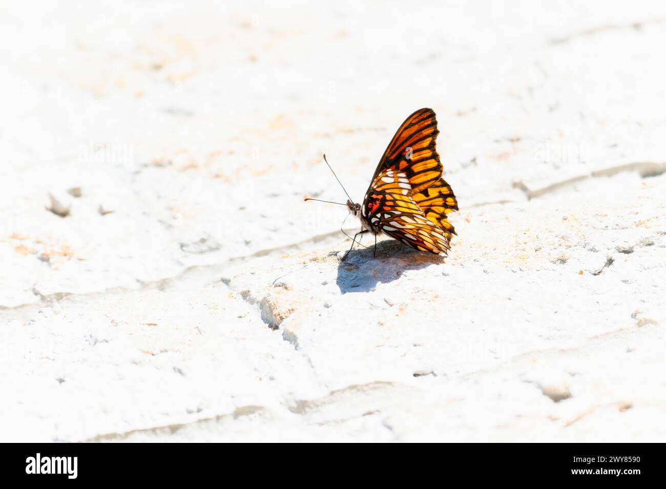 A Mexican Silverspot butterfly, Dione moneta, butterfly, perched on the ...