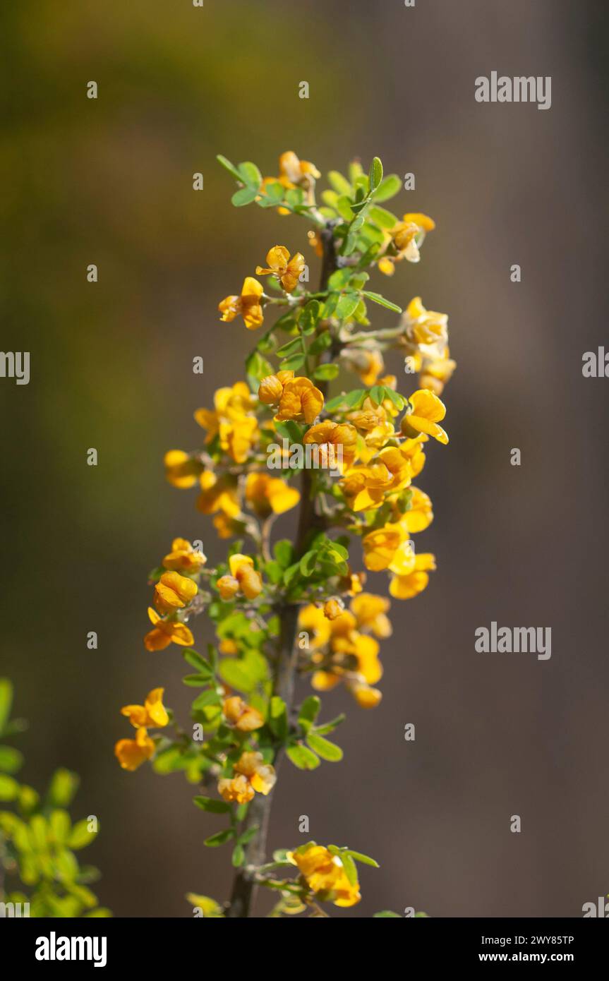 Chañar tree in Calden forest, bloomed in spring,La Pampa,Argentina ...
