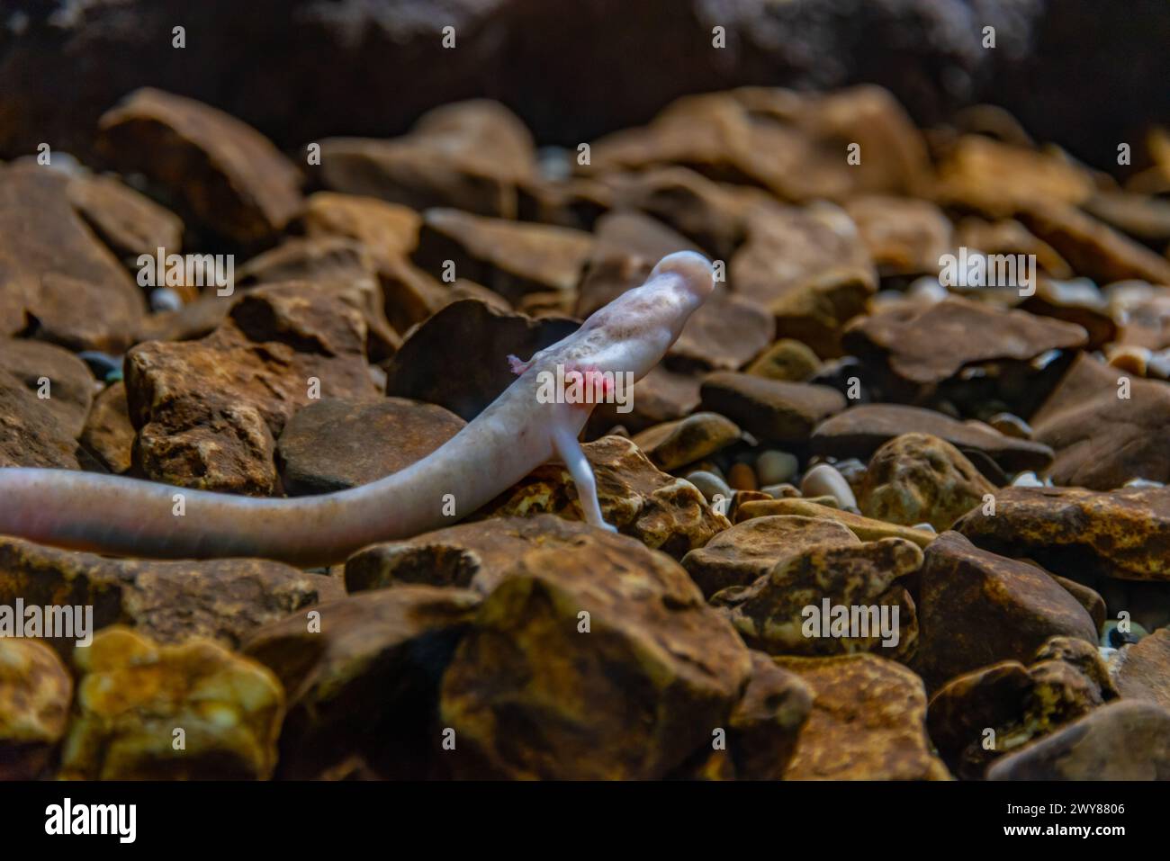 Proteus proteus anguinus hi-res stock photography and images - Alamy