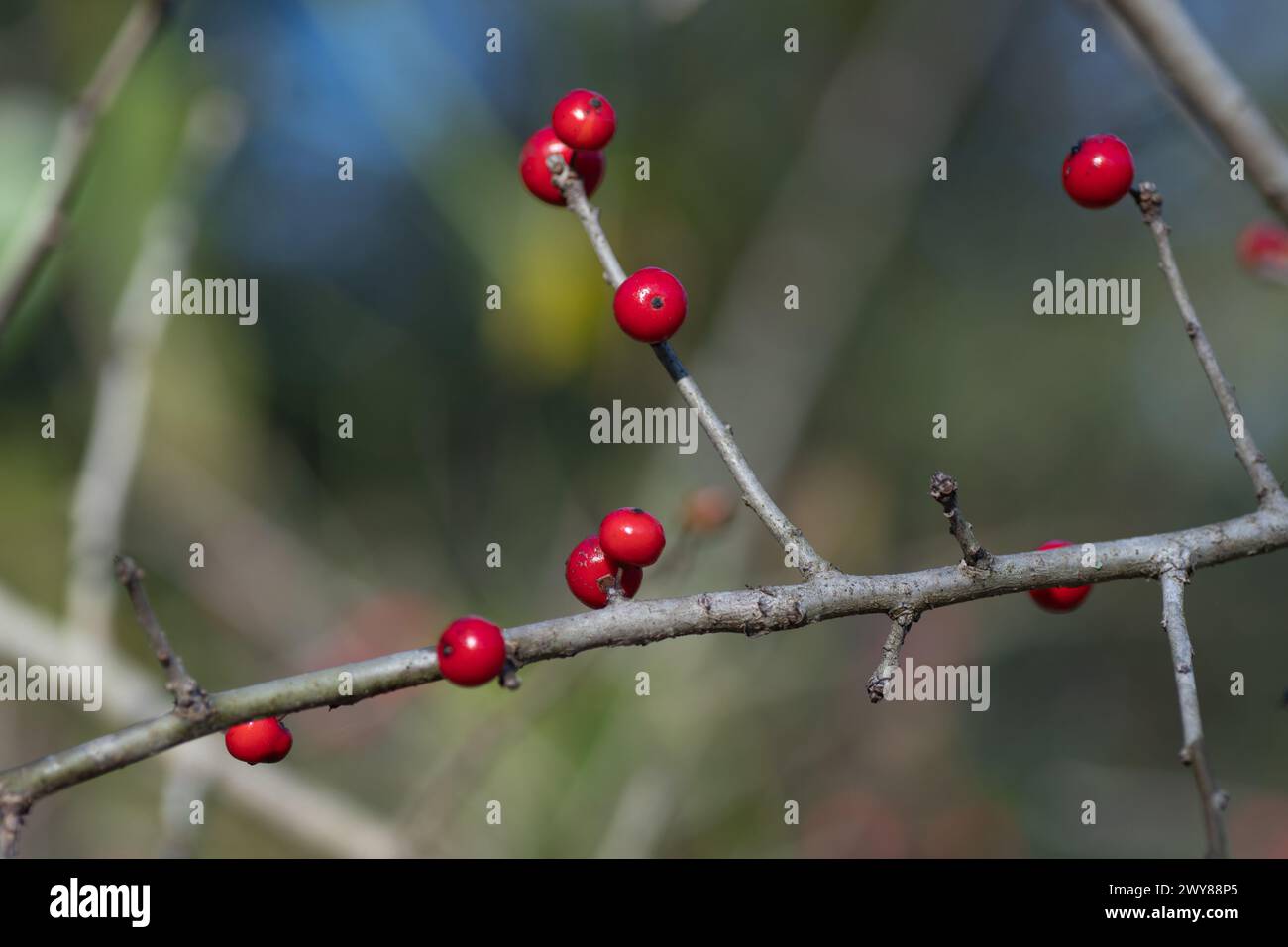 Welk holly hi-res stock photography and images - Alamy