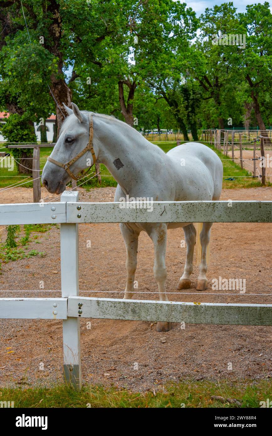 Famous Lipizzan horses in Slovenian village Lipica Stock Photo - Alamy