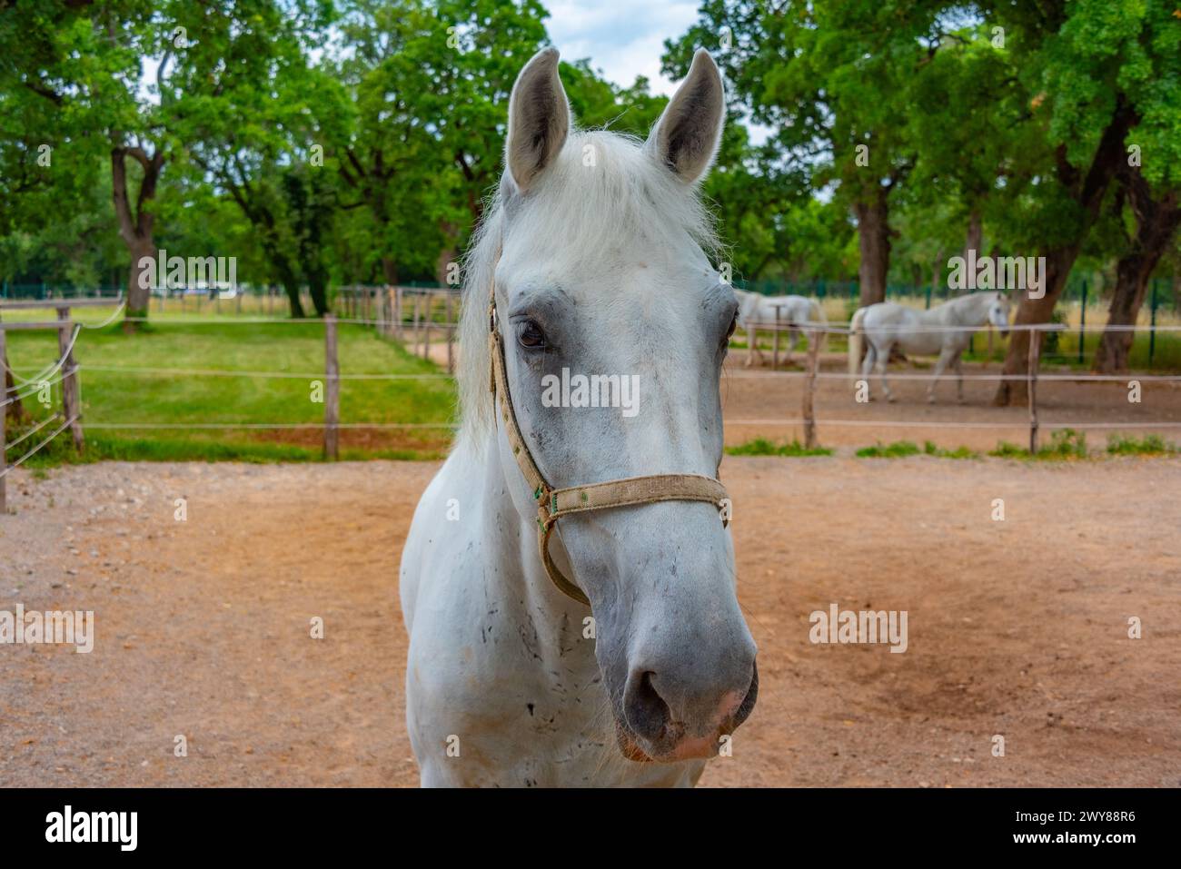 Famous Lipizzan horses in Slovenian village Lipica Stock Photo - Alamy