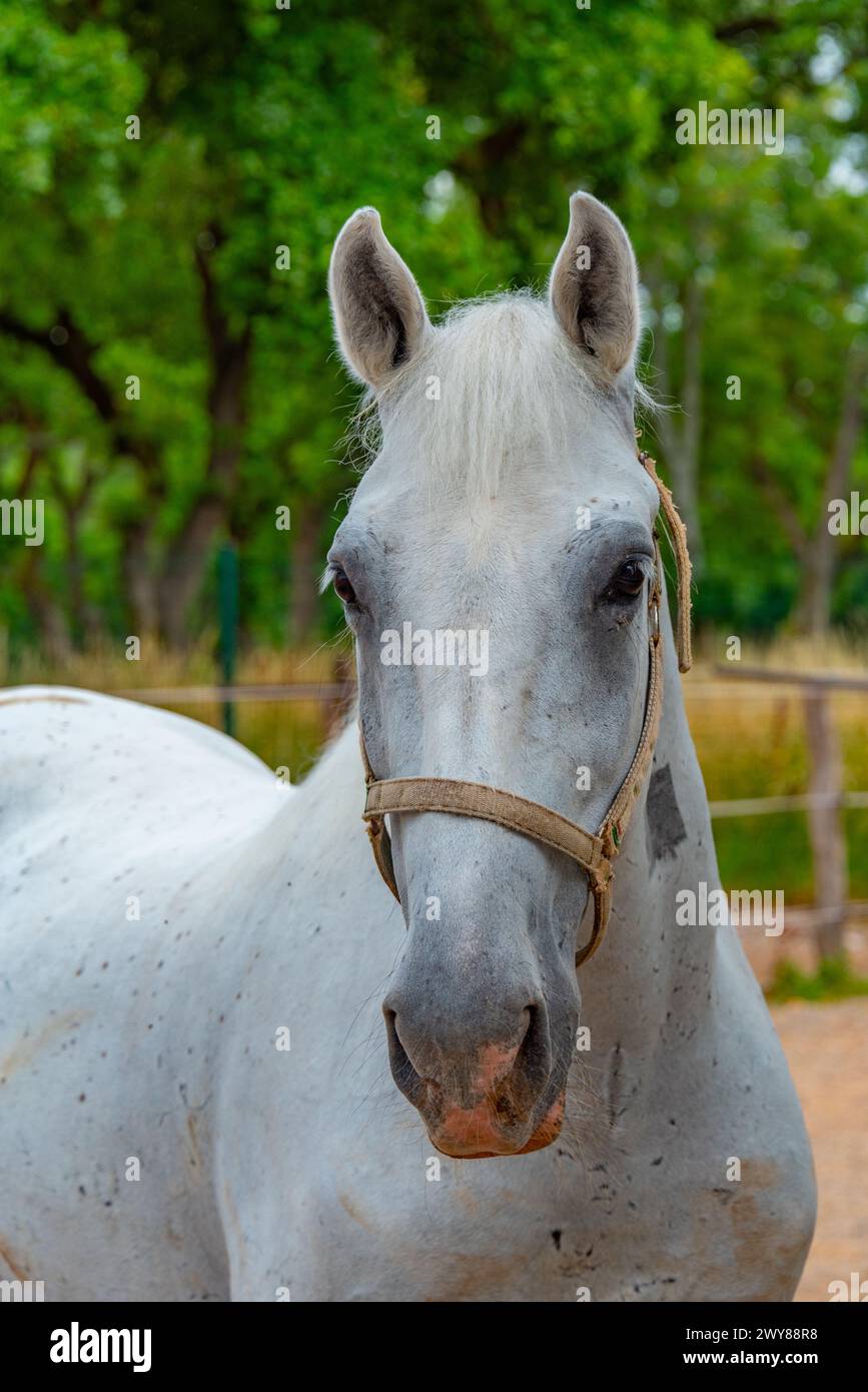 Famous Lipizzan horses in Slovenian village Lipica Stock Photo - Alamy